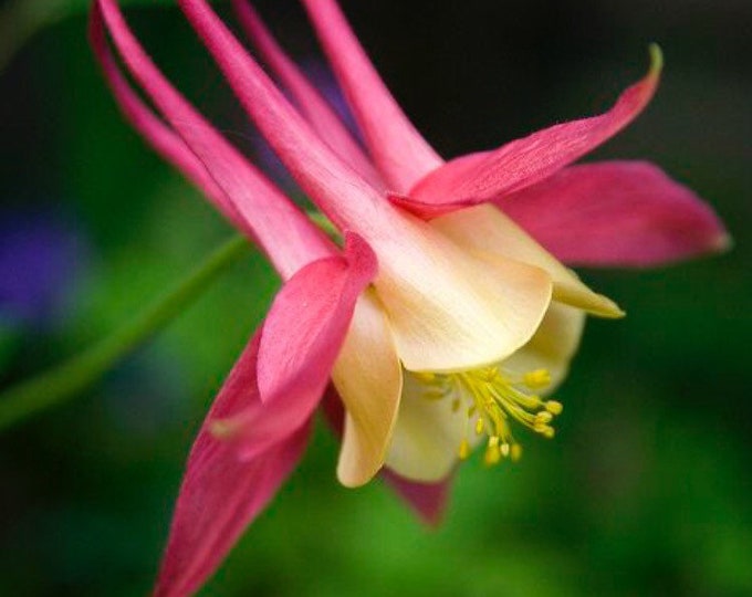 Native Wild Columbine Seeds, Flowering Shade Perennial, Aquilegia ...