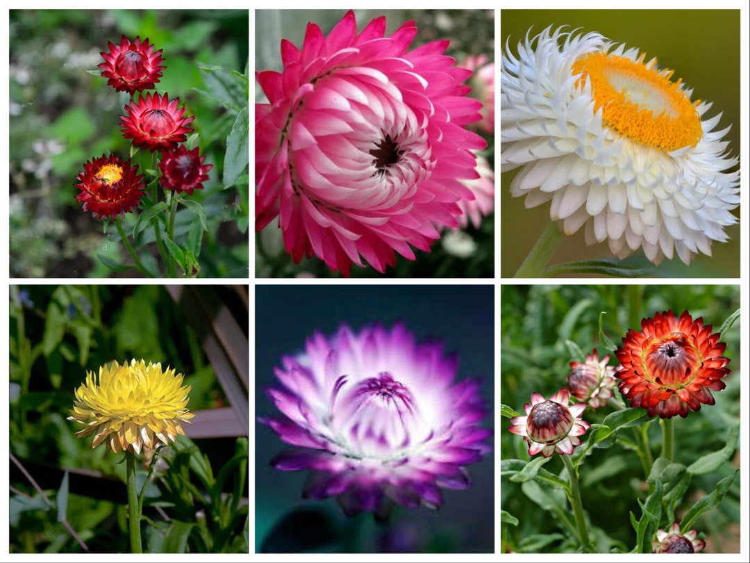 Bulk Monster Rainbow Strawflower Seeds, Tall Double Mix, Xerochrysum ...