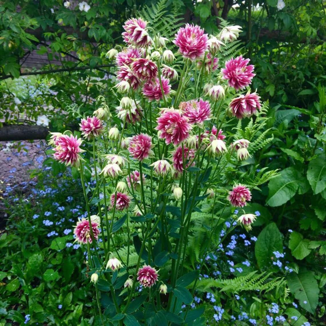 Nora Barlow Pink Columbine Seeds, Flowering Shade Perennial, Aquilegia ...