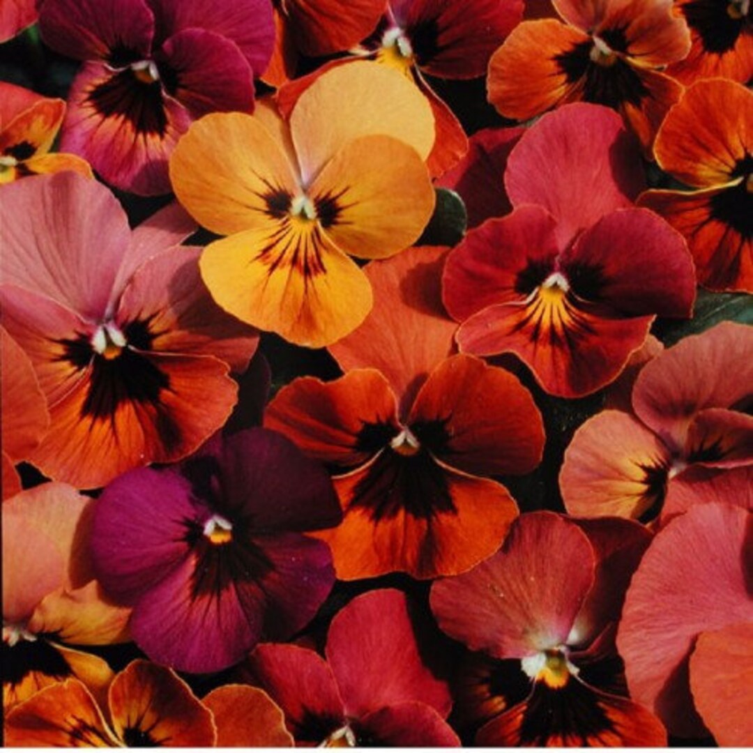 Jewel Mixed Viola Seeds, Viola Hybrida VL2225 - Etsy
