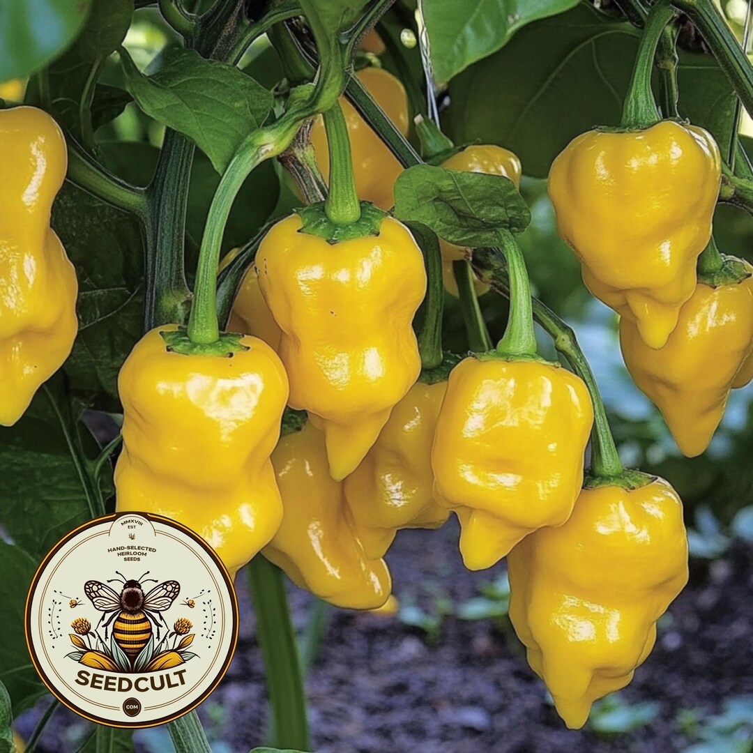 Trinidad Perfume Sweet Pepper Seeds, Sweet Peppers, Capsicum Annuum ...