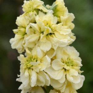 50 Yellow Miracle Column Stock Seeds, Highly Fragrant Column Stock ...