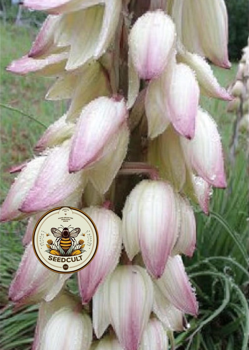 NEW! Banana Yucca Seeds, Southwest US Desert Native, Yucca Baccata ...