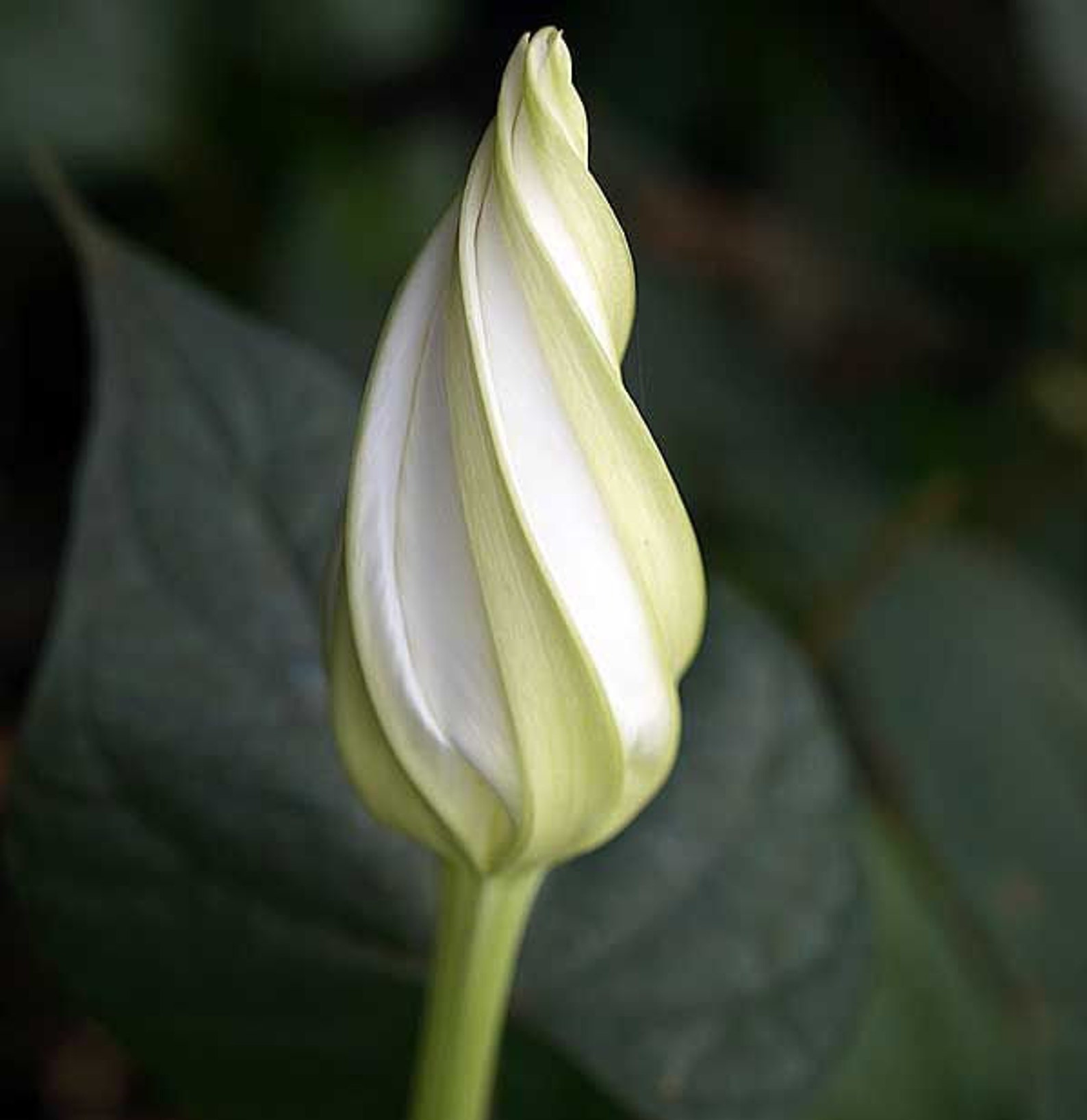 Fragrant Moon Vine, Night Blooming Moon Flower, Night Glory Seeds ...