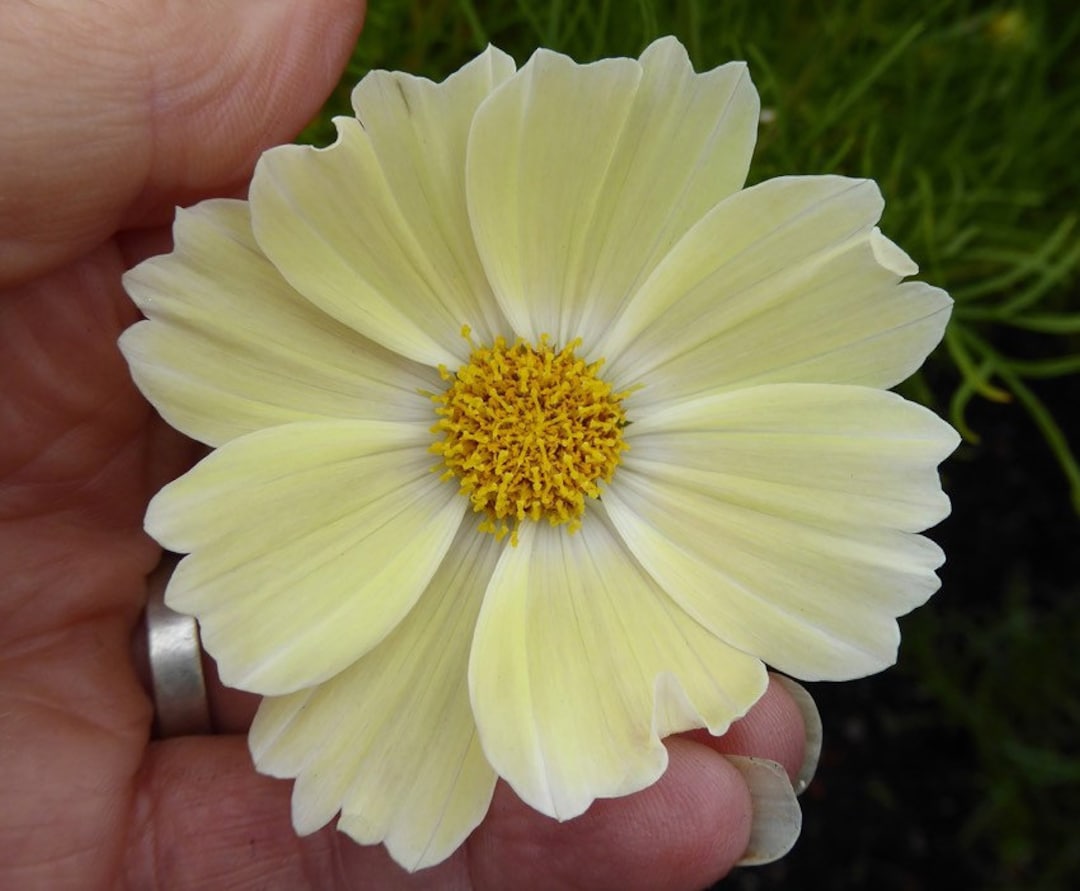 NEW 25 Lemonade Cosmos Seeds Cosmos Bippinatus CO0525 - Etsy