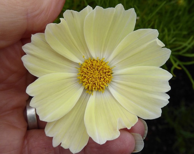 Lemonade Cosmos Seeds, Cosmos Bippinatus CO0525 - Etsy