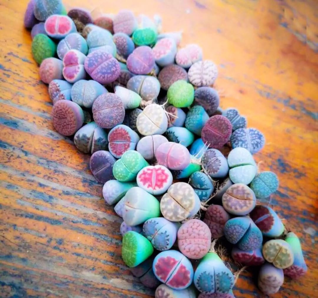 Mixed Lithops SEEDS, Huge Variety of Species With Vibrant Coloring ...
