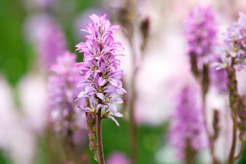 50 Chilean Bridal Wreath Seeds, Pink Giant Bridal Wreath, Francoa ...