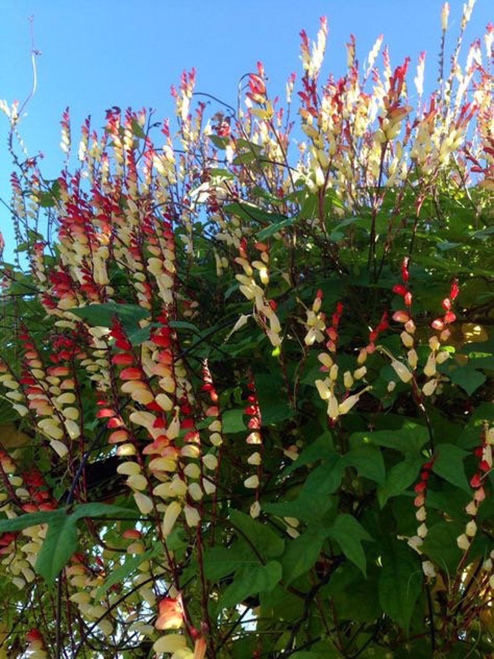Exotic Love Vine Seeds, Firecracker, Spanish Flag, Mina Lobata, Ipomoea ...