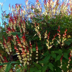 Exotic Love Vine Seeds, Firecracker, Spanish Flag, Mina Lobata, Ipomoea ...