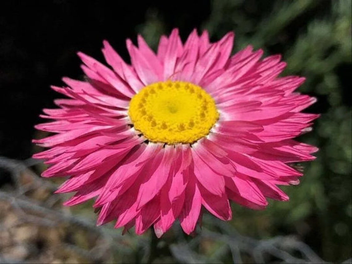 500 Paper Daisy Seeds, Pink Shades, Everlasting Flowers RH015C - Etsy
