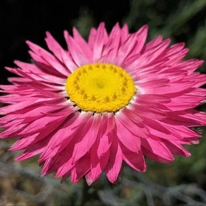 500 Paper Daisy Seeds, Pink Shades, Everlasting Flowers RH015C - Etsy