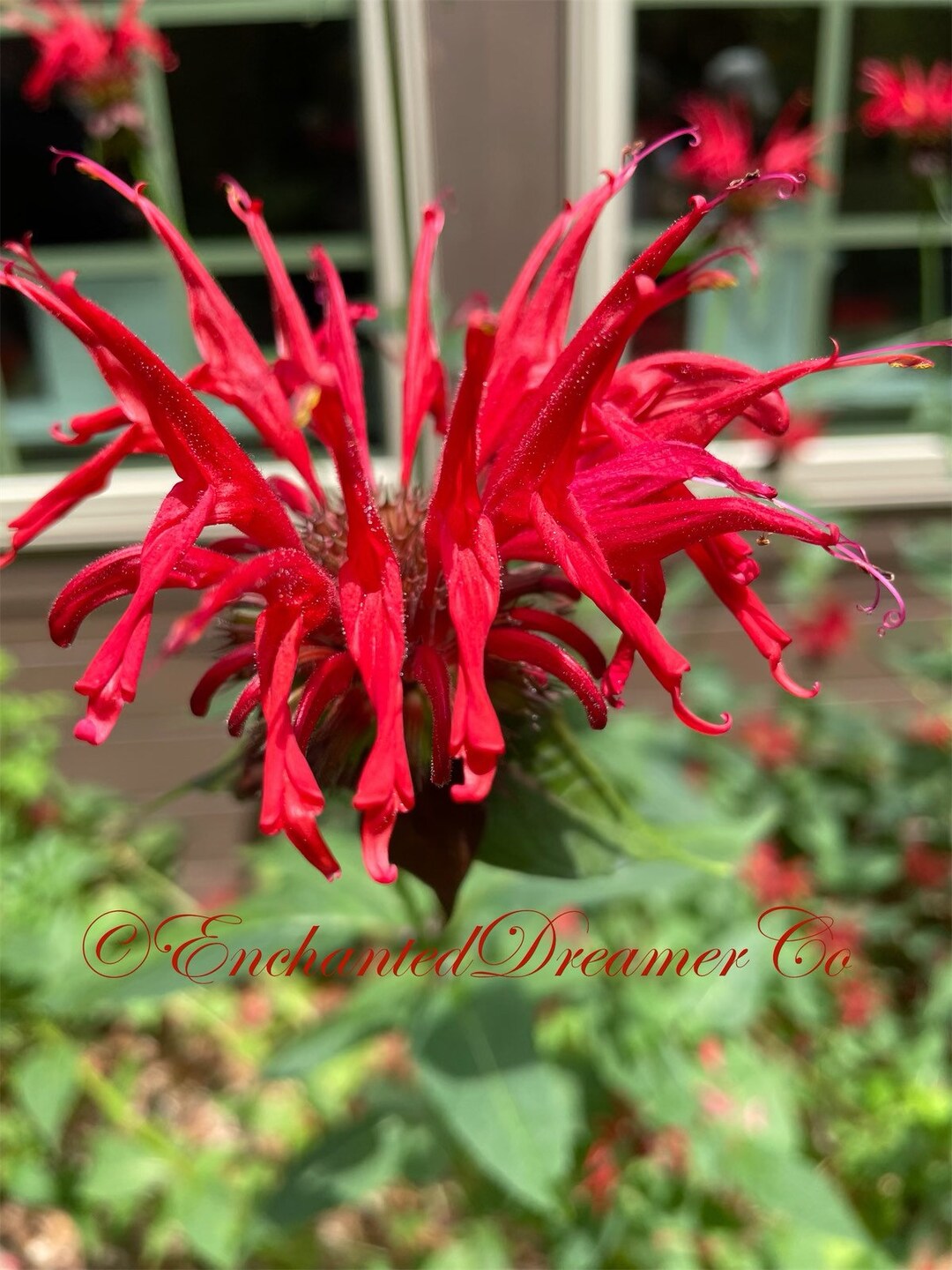 Rare Panorama Red Bee Balm, Monarda Didyma MO0210 - Etsy