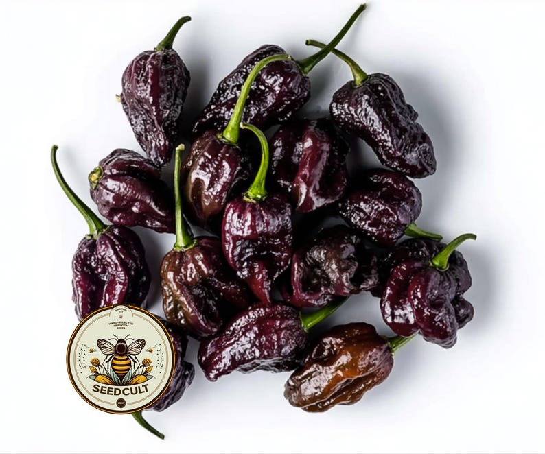NEW! 5 Chocolate Carolina Reaper Pepper Seeds, Capsicum Chinense CH3905 ...