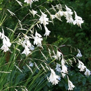 Angel's Fishing Rod snowbells Seeds, Wand Flower, Dierama Pulcherrimum ...