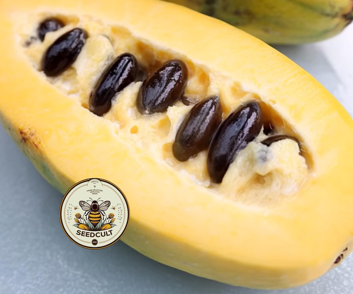 NEW! 5 Pawpaw Fruit Tree Seeds, Native Asimina Triloba, Paw Paw ...