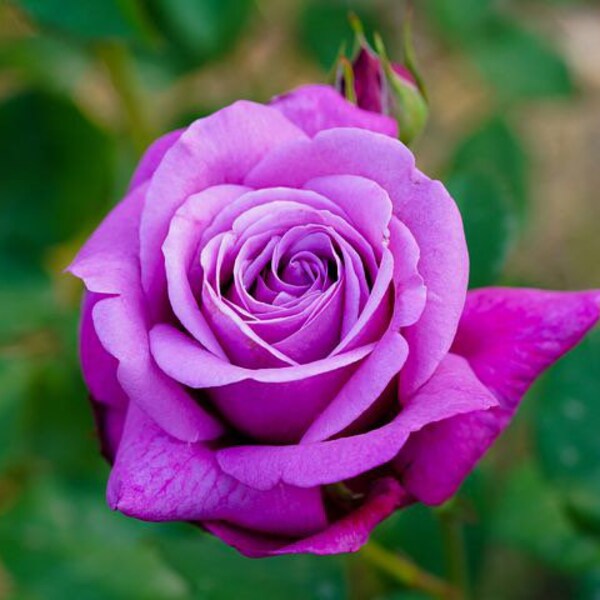 Purple Rose Bush - Etsy