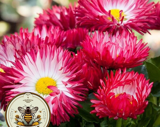 NEW! Bam Bam Bellis, Red English Daisy Seeds, Bellis Perennis, Pelleted ...
