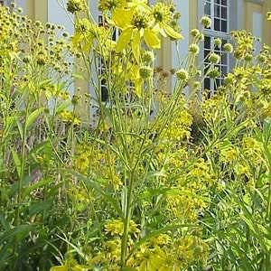 Wingstem Seeds, Native Wildflower, Verbesina Alternifolia VB0125 - Etsy