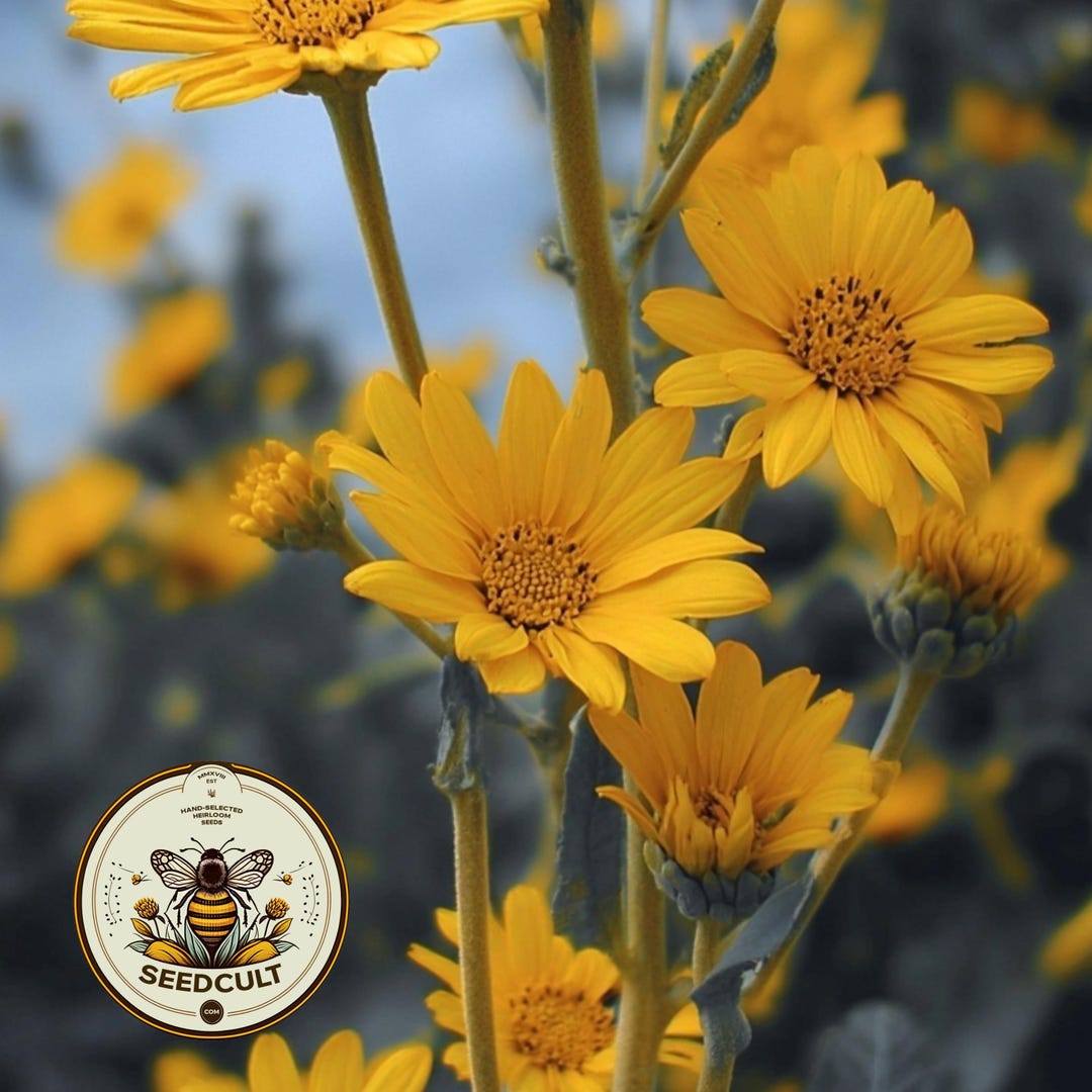 NEW! Compass Plant Seeds, Huge Native Wildflowers, Silphium Laciniatum ...