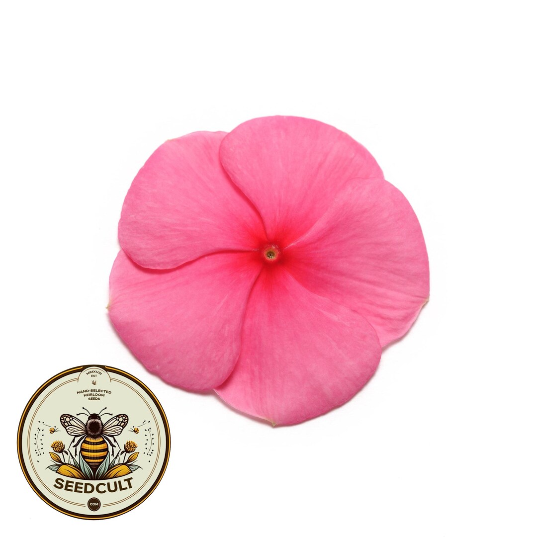 NEW! Pacifica Punch Vinca Seeds, Periwinkle, Pacifica Series ...