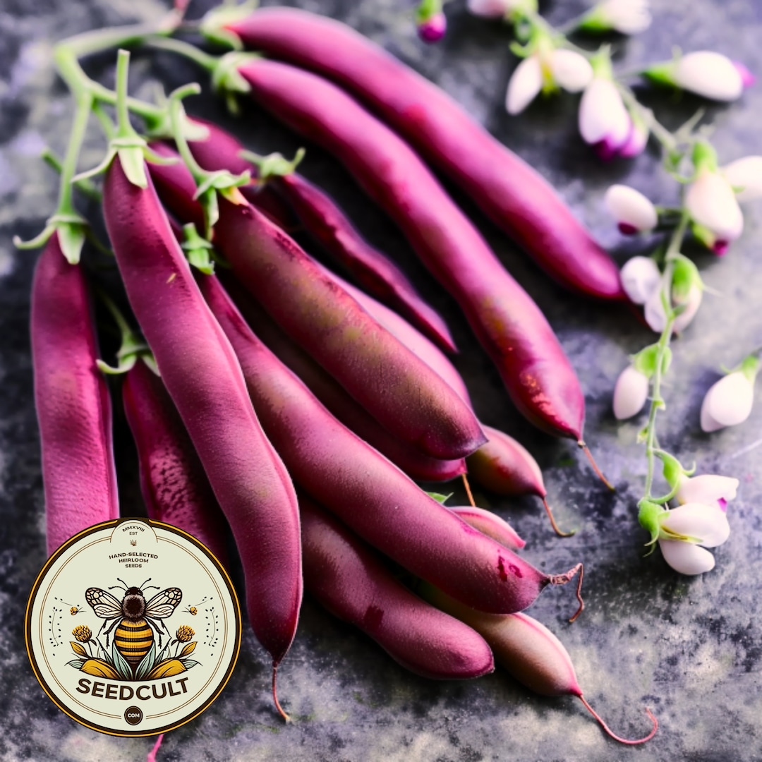 Red Swan Bush Beans, Organic Phaseolus Vulgaris, PV0750 - Etsy