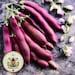 Red Swan Bush Beans, Organic Phaseolus Vulgaris, PV0750 - Etsy