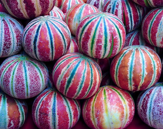 Kajari Melon Seeds Mini Melons - Etsy