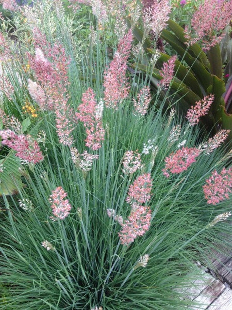 Rare Ruby Grass Seeds, Pink Bubble Grass, Rhynchelyrtum Nerviglumis ...