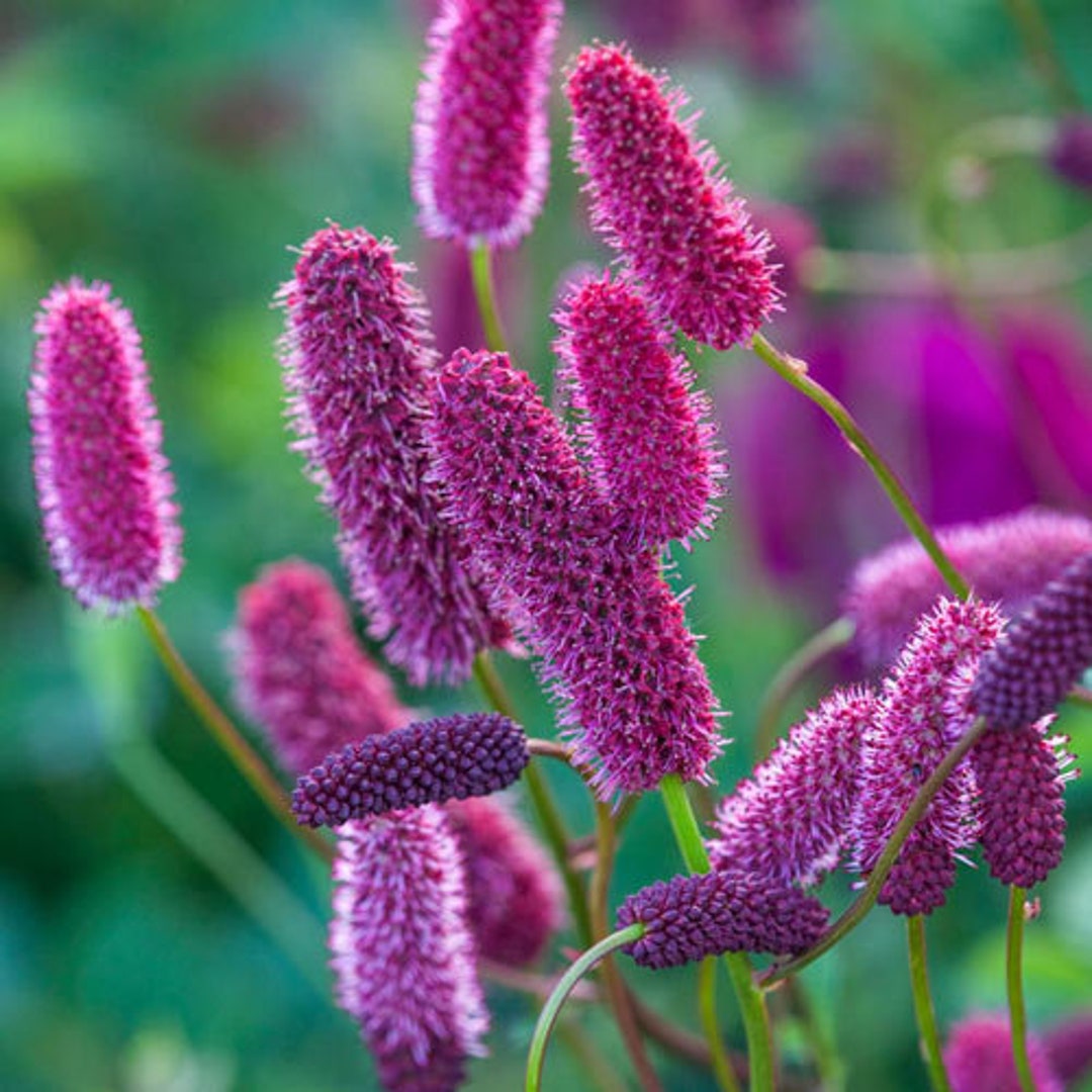 Menzie's Burnet Seeds, Sanguisorba Menziesii SN0220 - Etsy