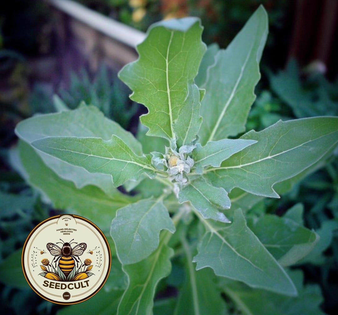 NEW! Fat Hen Seeds, Food Forest, Lamb's Quarters, Chenopodium Album ...