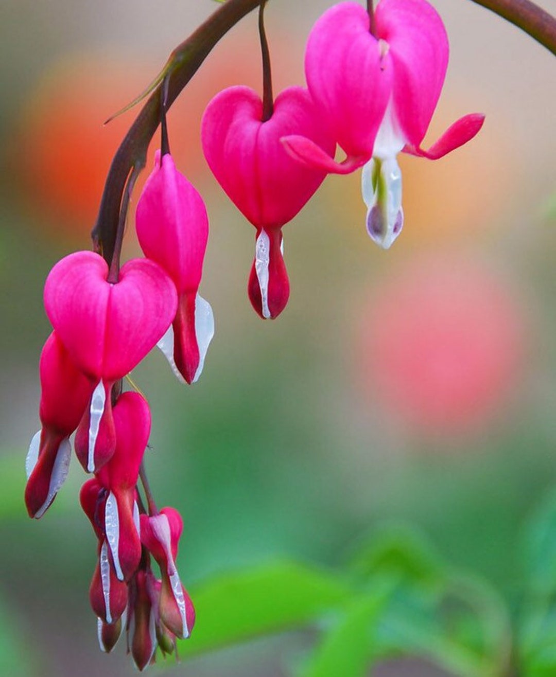 Pink Bleeding Heart Seeds, Lamprocapnos Spectabilis, Dicentra DS0110 - Etsy