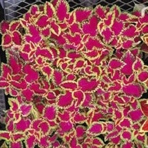 Fairway Rose Coleus Seeds, Indoor Shade Plant, Wizard CC1620 - Etsy
