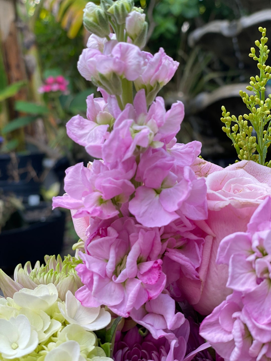50 Matilda Rose Stock Seeds, Highly Fragrant Column Stock, Matthiola ...