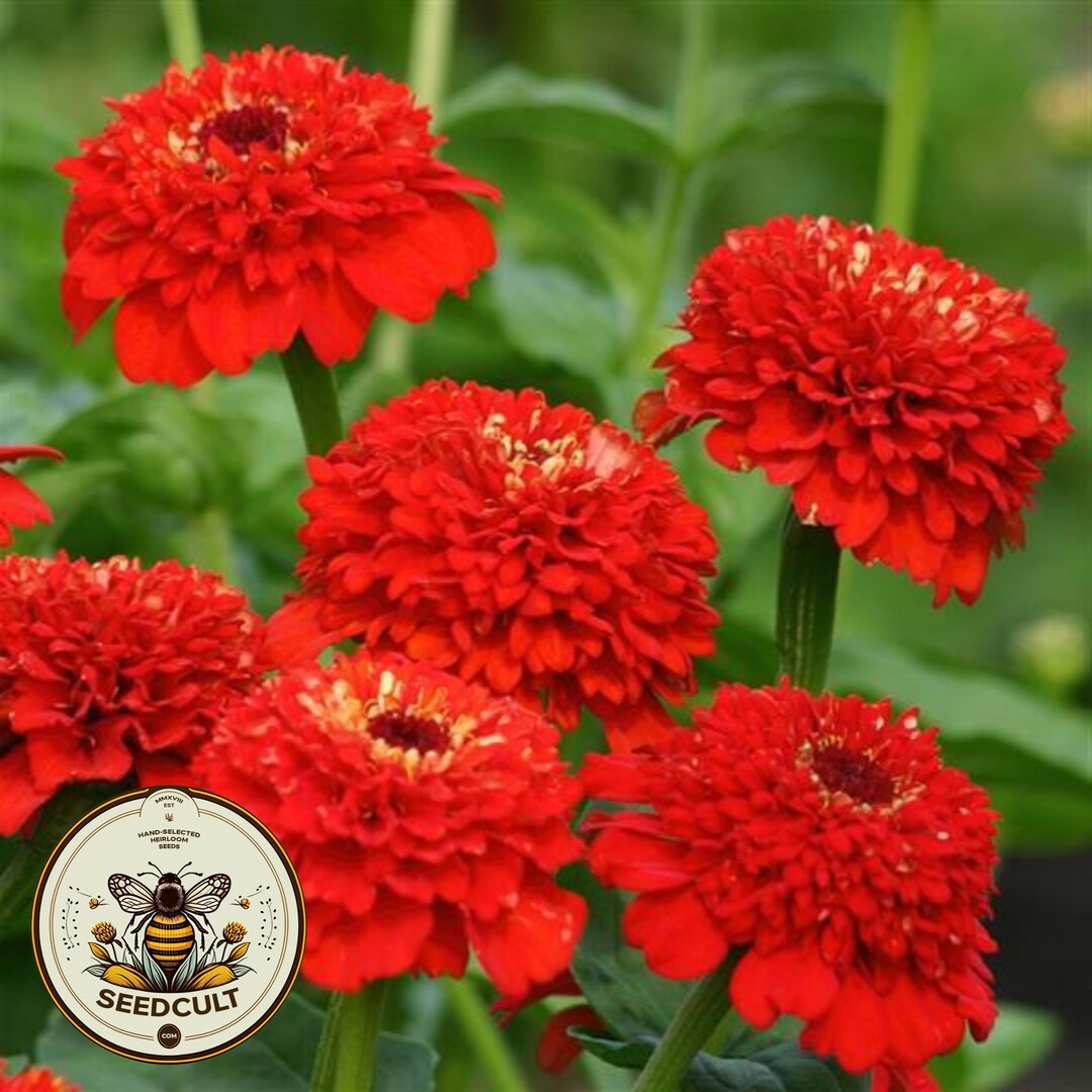 NEW! Zinderella Red Zinnia Seeds, Zinnia Elegans ZE4710 - Etsy