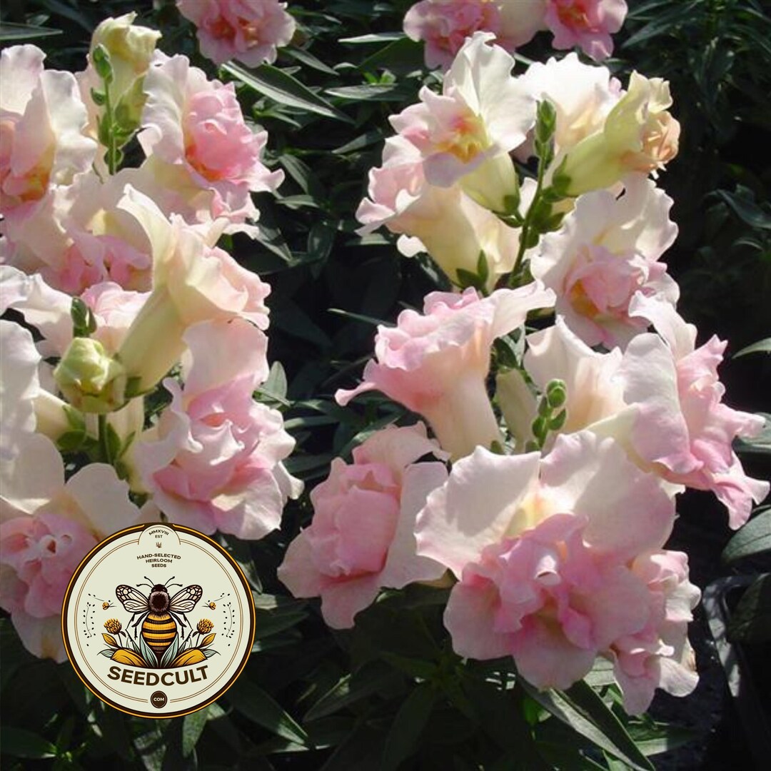 NEW! Twinny Appleblossom Snapdragon Seeds, Double Flowering, Butterfly ...