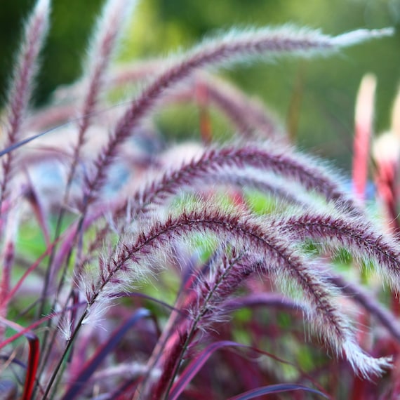 20 Red Jewel Grass Seeds Setaria Italica Red Bristle Grass | Etsy UK