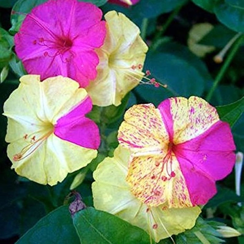 Yellow 4 Oclock Seeds - Etsy