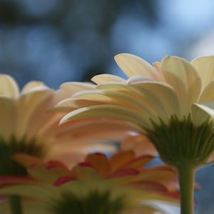 Giant Gerbera Daisy Hybrid Seeds Mix, Gerbera Jamesonii GE0110 - Etsy