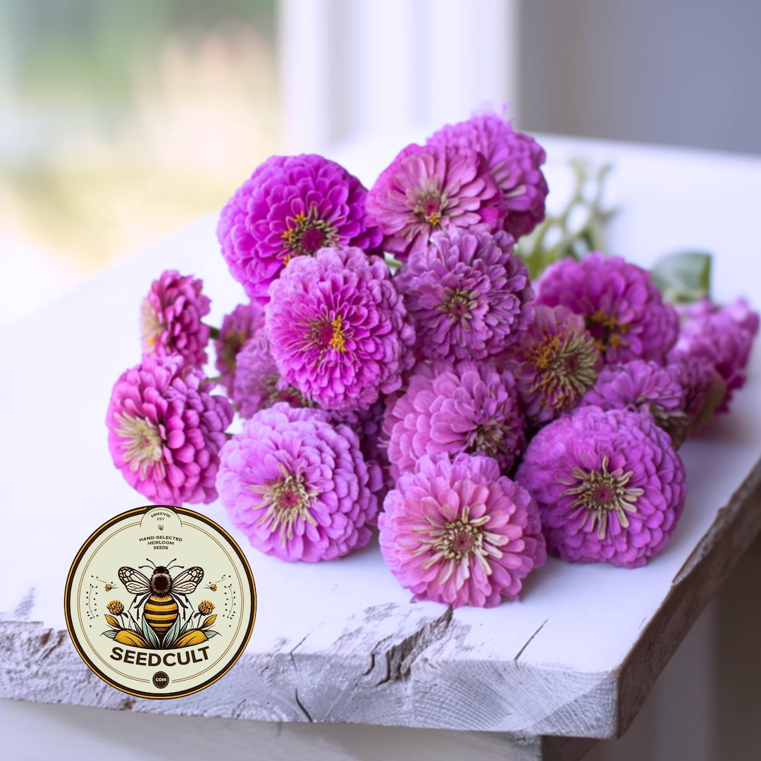 NEW! Benarys Giant Lilac Zinnia Seeds, Largest Giant Zinnias, Zinnia ...