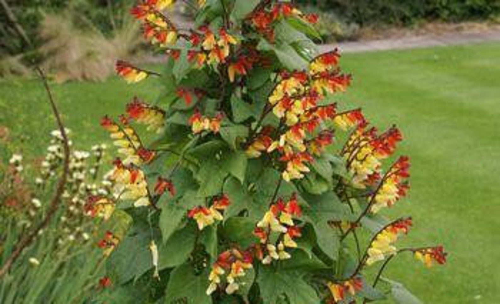 Exotic Love Vine Seeds, Firecracker, Spanish Flag, Mina Lobata, Ipomoea ...