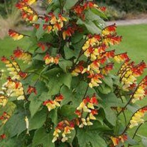 Exotic Love Vine Seeds, Firecracker, Spanish Flag, Mina Lobata, Ipomoea ...