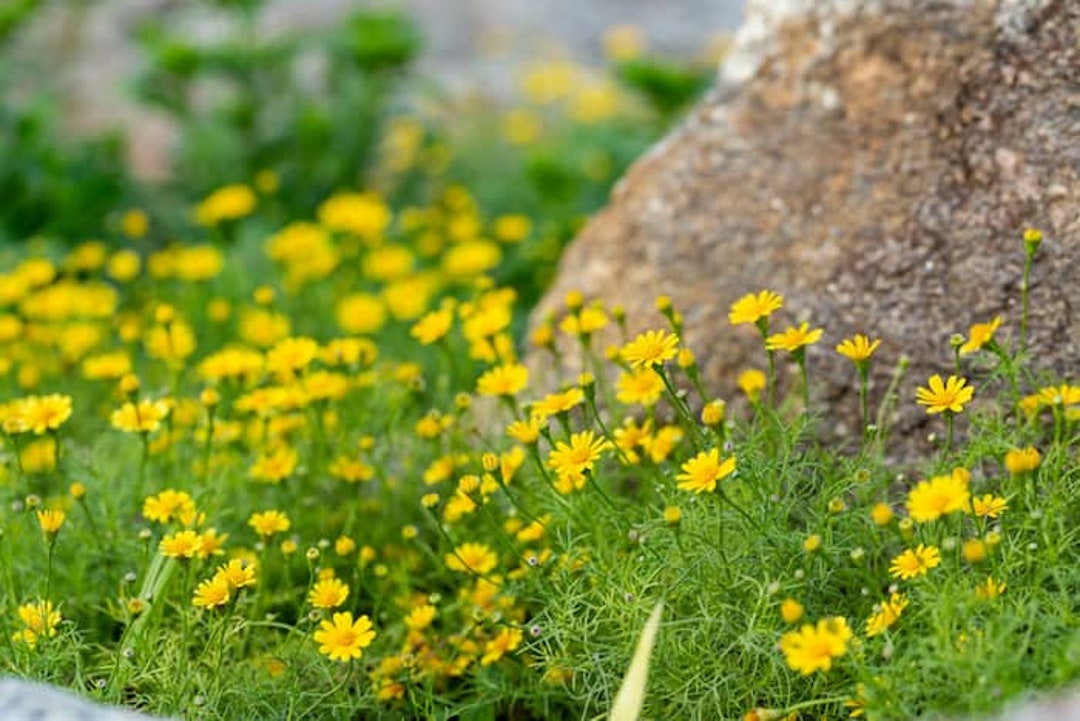 Bulk Dahlberg Daisy Seeds, Texas Native Wildflower, Thymophylla ...