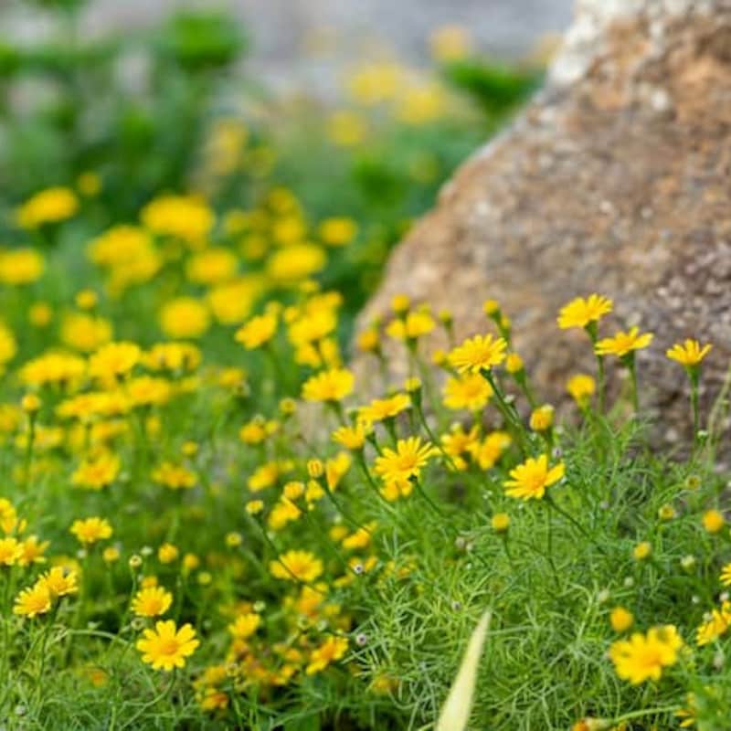 Lilo and Jane Texas Hollow Rock Sisters - Etsy Canada