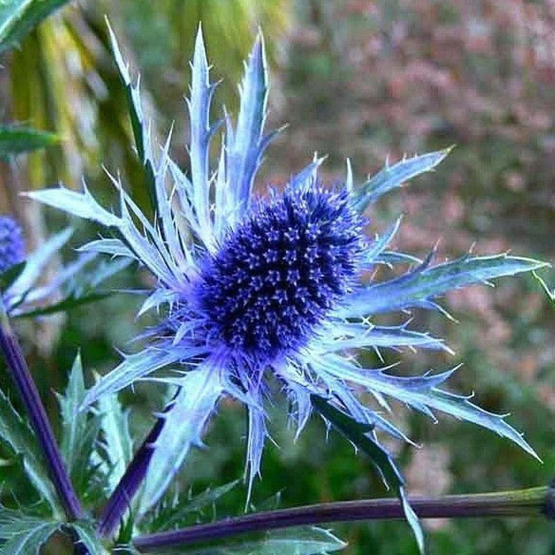 Blue Glitter Sea Holly Alpinum, Thistle, Eryngium Alpinum Superbum ...