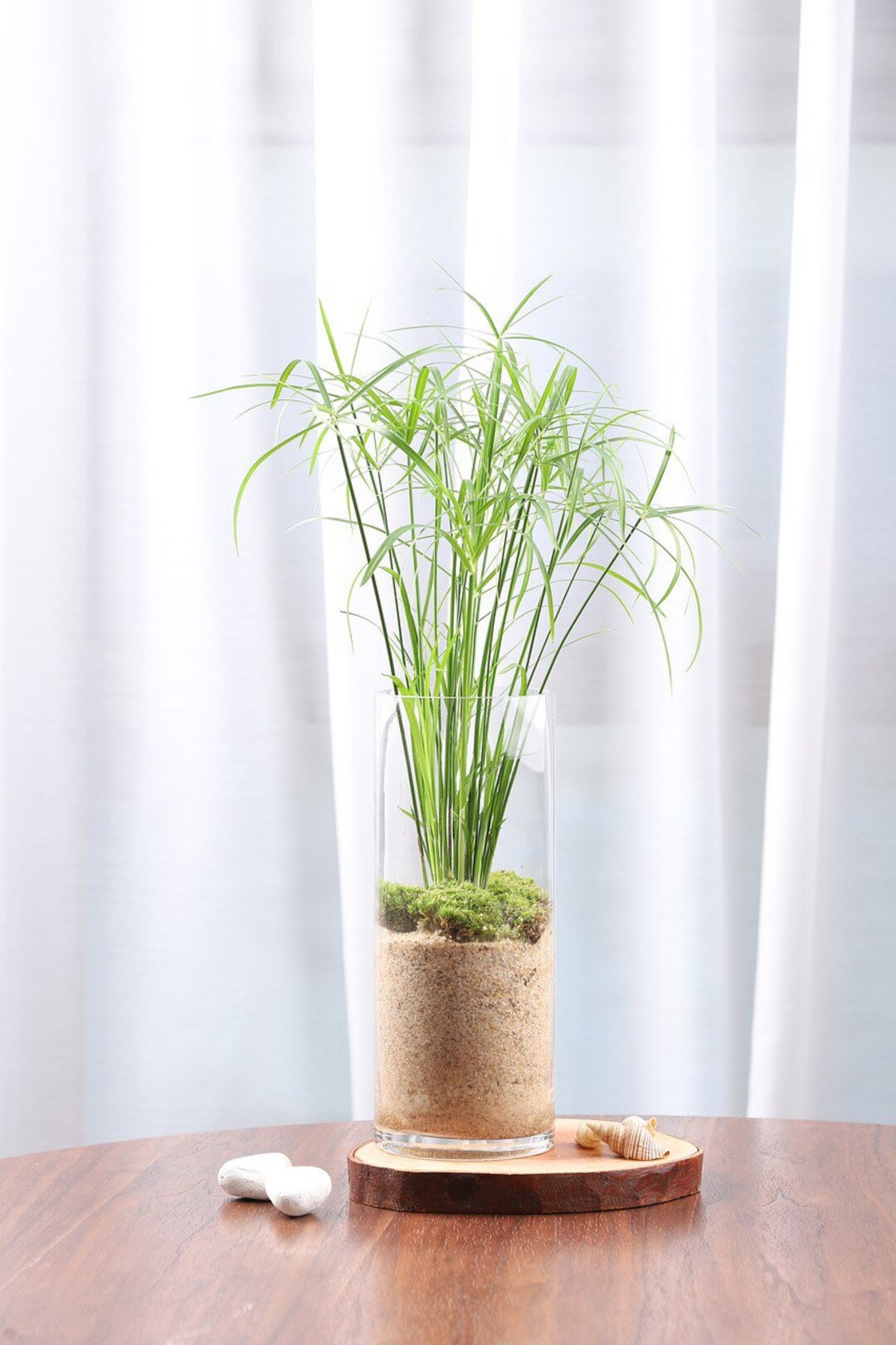 Egyptian Papyrus Seeds, House Plant, Terrarium, Umbrella Plant, Cyperus ...