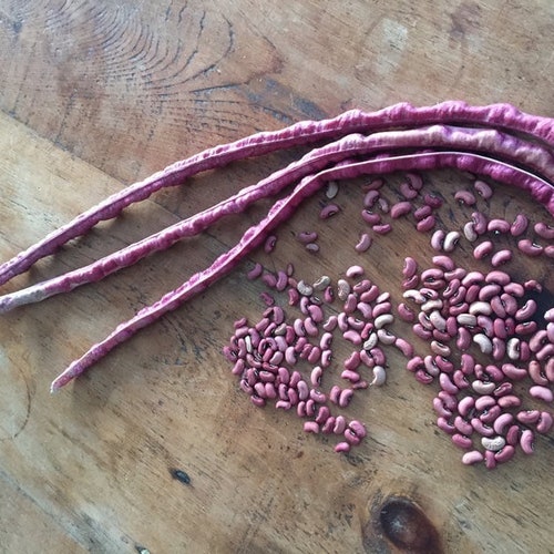 Red Noodle Yard Long Beans, Kurosanjaku, Vigna Unguiculata, Asparagus ...