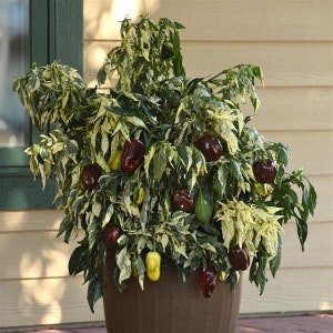 Rare Candy Cane Chocolate Cherry Sweet Bell Pepper Seeds, Variegated Foliage, Hybrid Capsicum ...