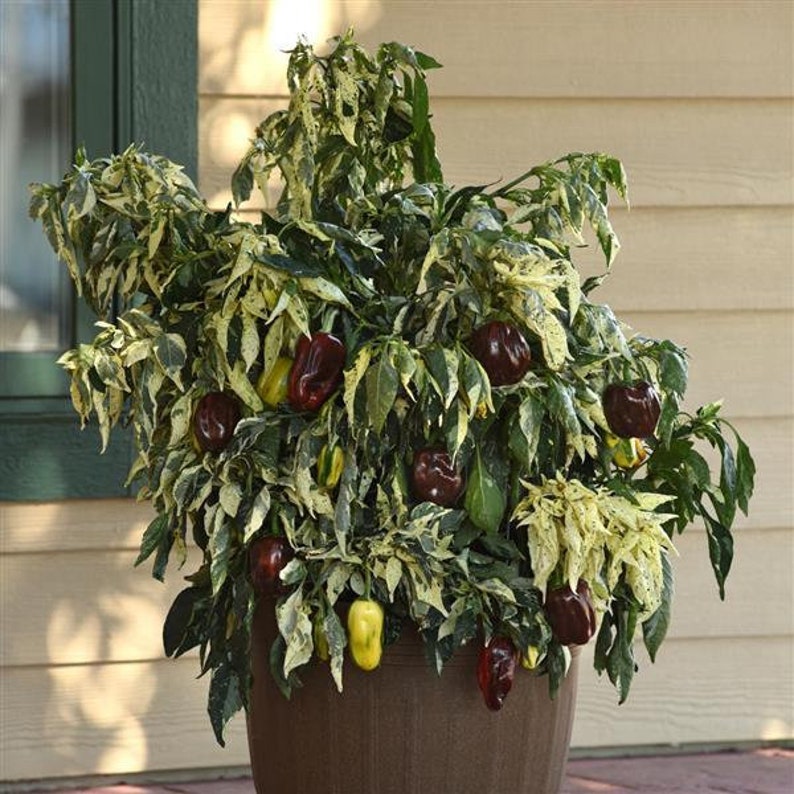 Rare Candy Cane Chocolate Cherry Sweet Bell Pepper Seeds, Variegated ...