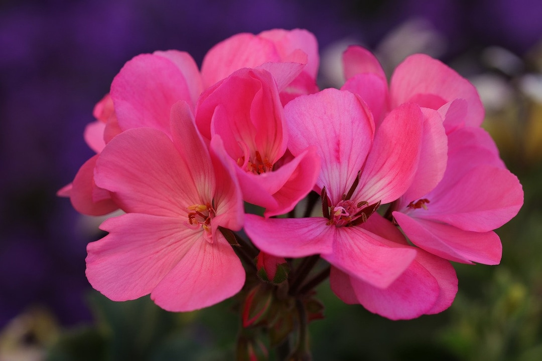 Pink Geranium Seeds, Maverick Series, Pelargonium Zonale PZ0810 - Etsy